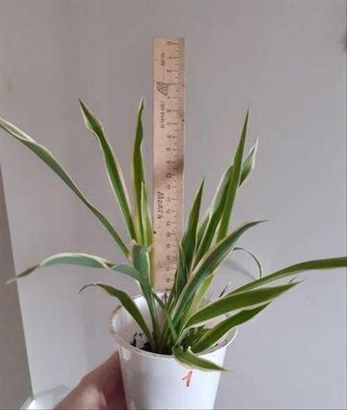 Хлорофитум Океан Chlorophytum Comosum Ocean