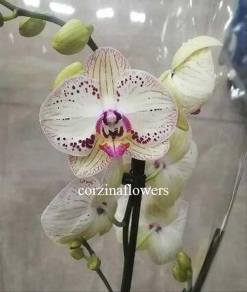 Фаленопсис орхидея гибрид O279 (Albufeira)