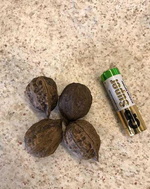 Семена маньчжурского ореха