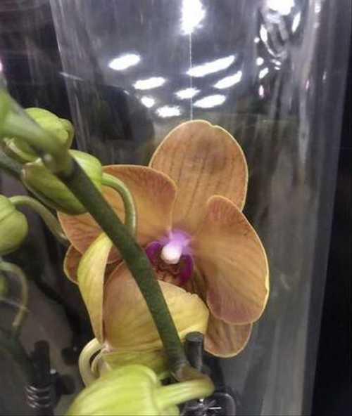 Орхидея фаленопсис Пицента (Тамара)