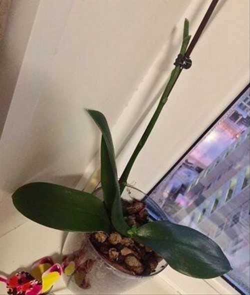 Орхидея фаленопсис ‘Равело -Полная мутация