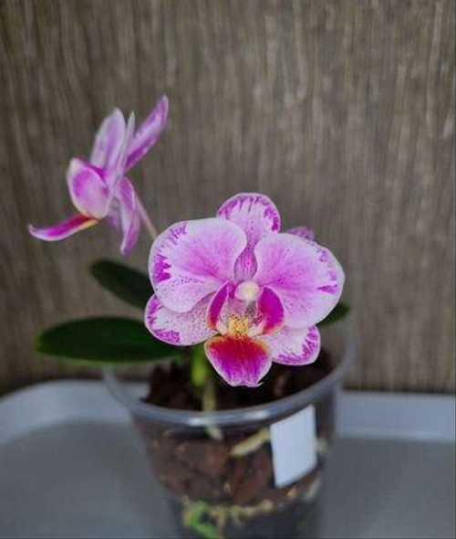 Орхидея фаленопсис мини 'Little Flash'