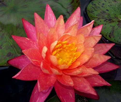 Нимфеи для пруда