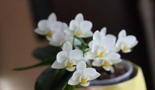 Орхидея Фаленопсис Soft Cloud (мультифлора)
