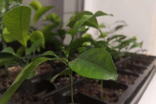 Цитрусовые растения