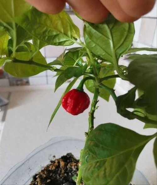 Carolina reaper Каролина рипер