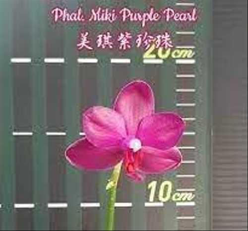Орхидея Phal. Мики Purple Pearl в наличии