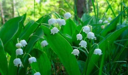 Ландыш майский, дикорастущий (рассада)