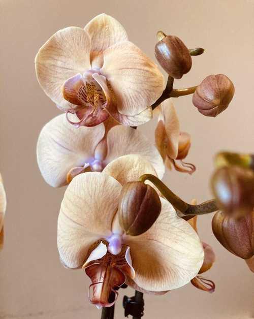 Орхидея Venus (Леди Мармелад) фаленопсис