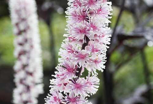 Клопогон Пинк спайк