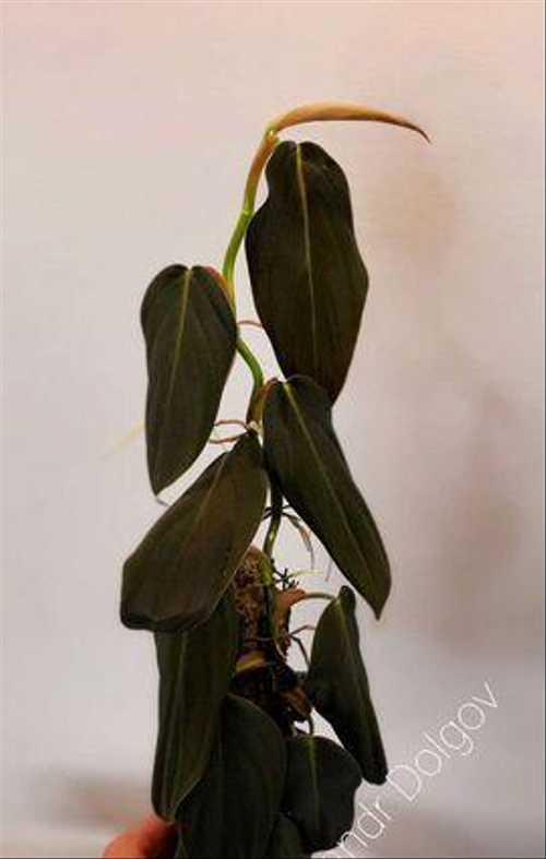 Филодендрон philodendron gigas