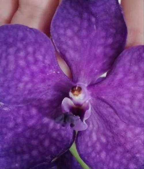 Орхидея Ванда, не цветет, цвела Violet