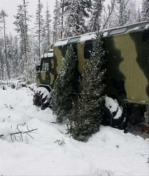 Живая новогодняя пихта,ель/елка сосна заготовитель