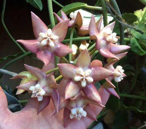 Хойя империалис (Hoya imperialis), величественная
