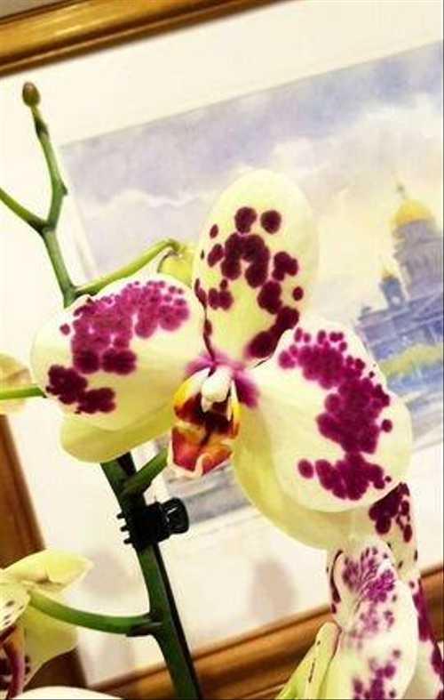Albufeira орхидея фаленопсис цветущая с бутонами