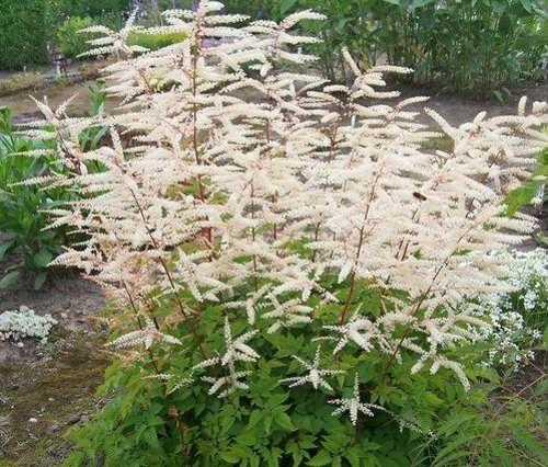 Многолетник. Арункус (волжанка) сорт Мисти Лейс