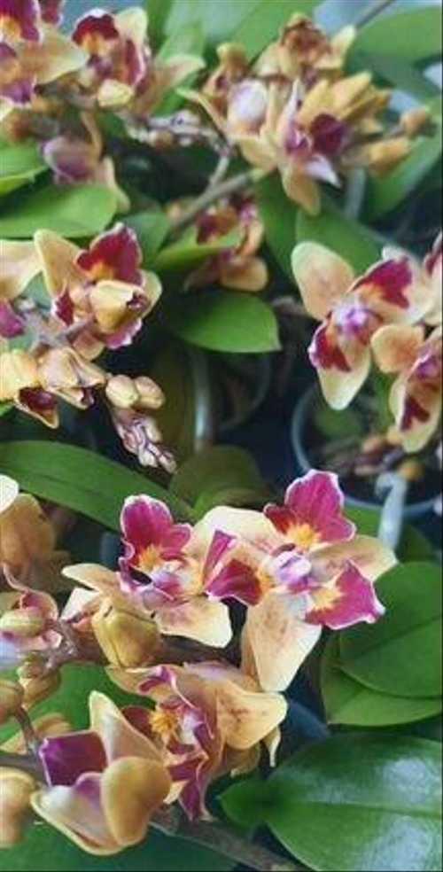 Мини орхидея Сого Готрис