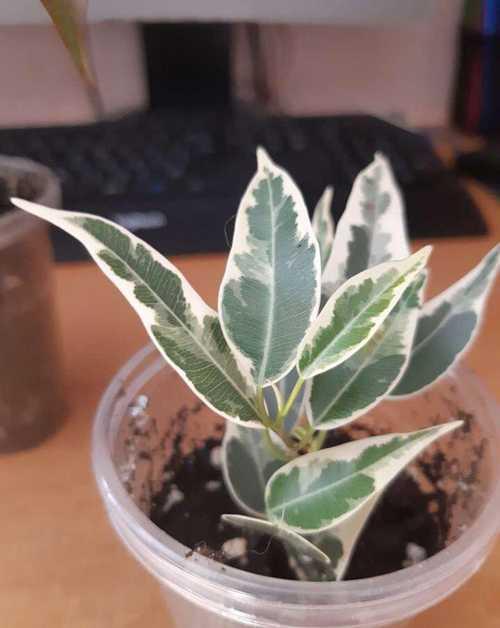 Фикус Пикси