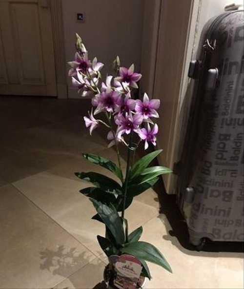 Орхидея, дендробиум санок, санук, в наличии
