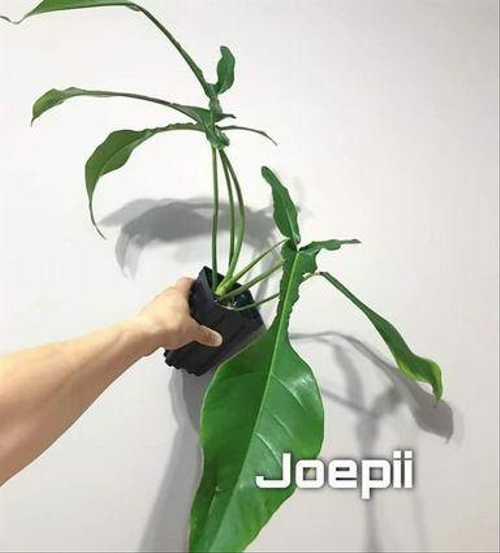 Филодендрон Joepii