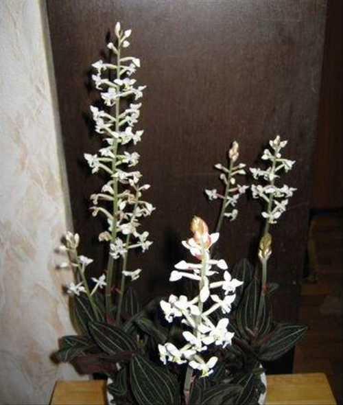 Лудизия Доусона -драгоценная орхидея