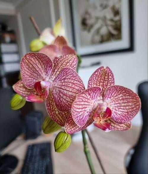 Цветущая Орхидея фаленопсис Равелло