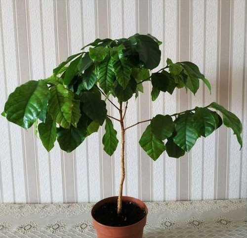 Растение для дома: Кофейное дерево