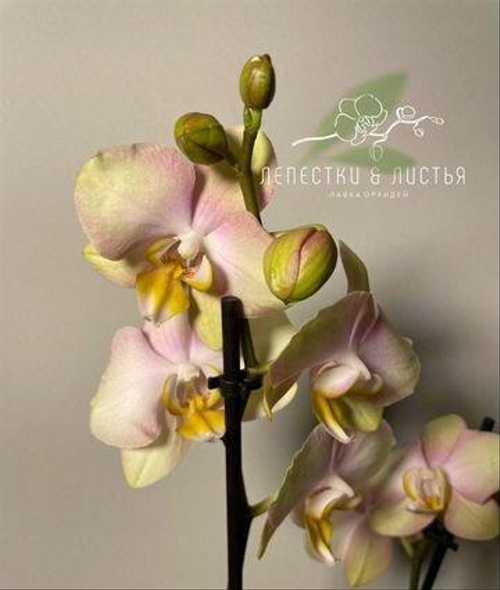 Орхидея фаленопсис Персики