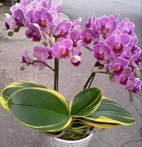 Орхидея фаленопсис P. Sogo Vivien variegata. Уценк
