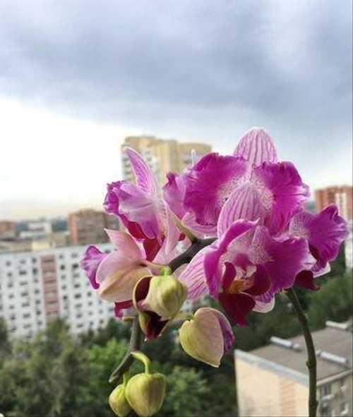 Орхидея фаленопсис бабочка пинк сансет гёрл