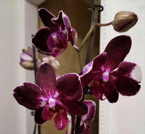 Орхидея фаленопсис Вероника