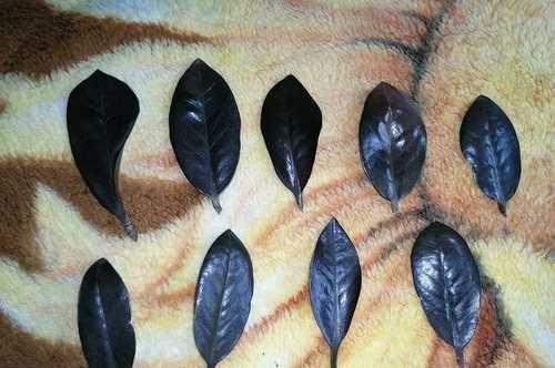 Чёрные листы кучей(замиокулькас равен)