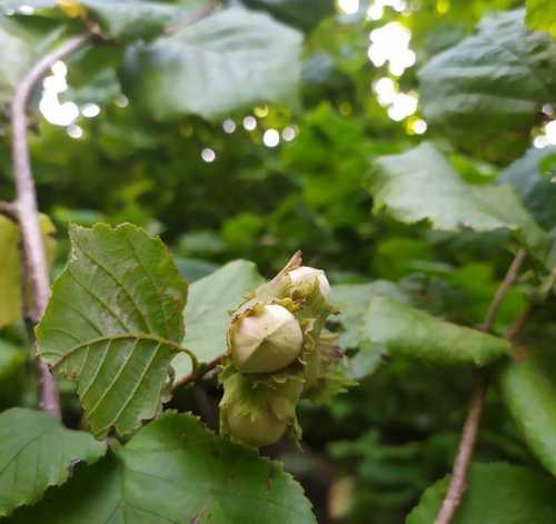 Саженцы Лещины лесного ореха (лесной орех)