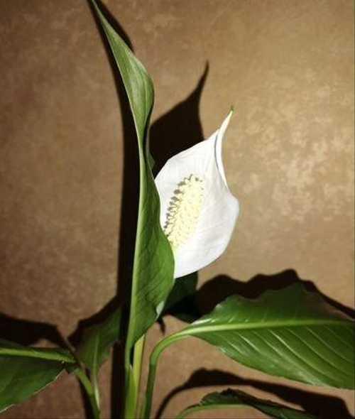 Комнатное растение Спатифиллум женское счастье