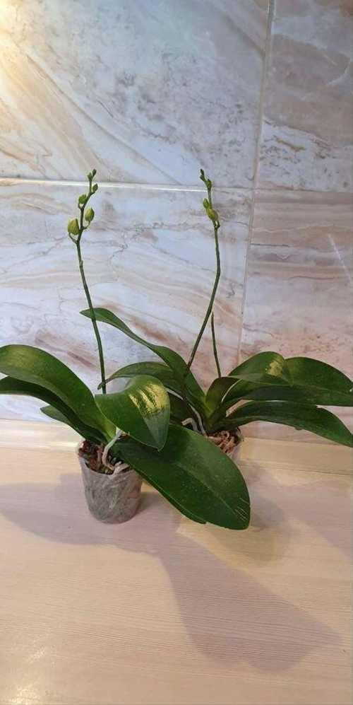 Орхидея фаленопсис Тайсуко джаспер