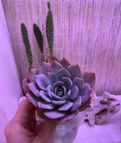 Echeveria peacockii