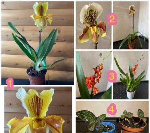 Орхидея башмачок, камбрия, лудизия