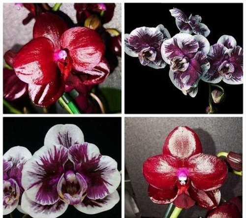 Орхидея Phal. Sogo Relex '1661' x Hsinying Little