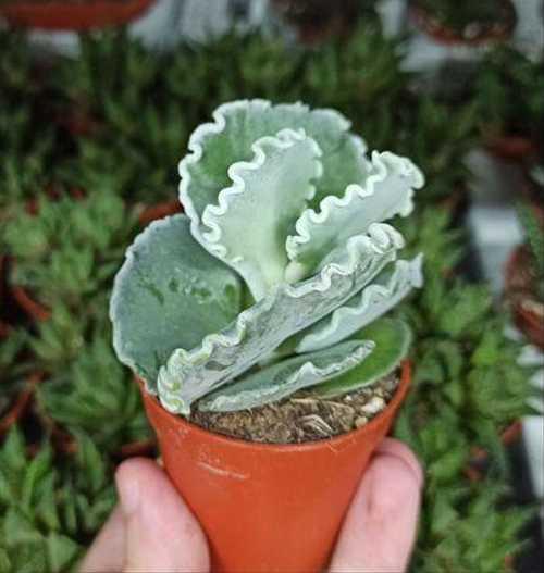 Котиледон волнистый (Cotyledon Undulata)