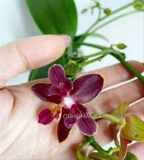 Орхидея фаленопсис Феникс бабочка