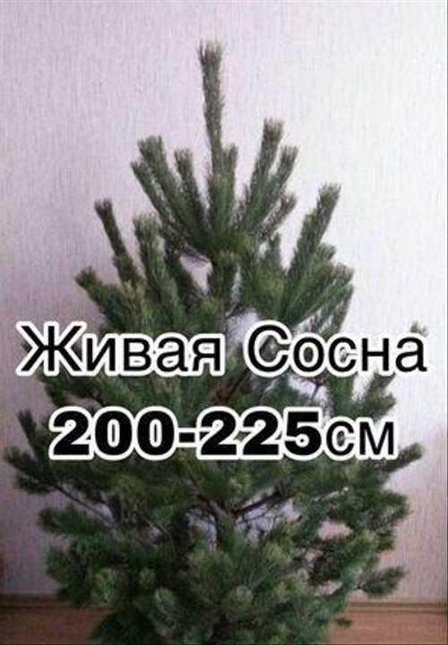 Живая Сосна 200-225см Доставка