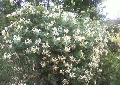 Жимолость каприфоль- лиана (черенки и саженцы)
