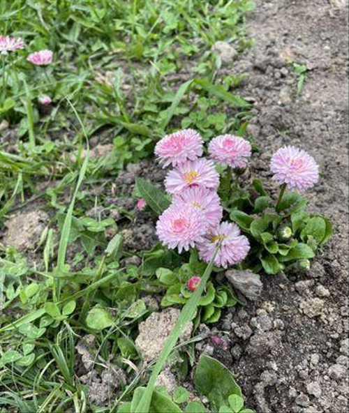 Маргаритки, люпин, многолетняя астра, стахис