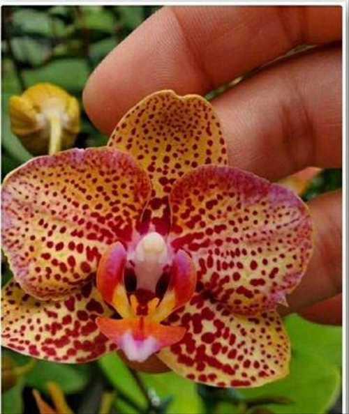 Орхидея фаленопсис lucky leopard