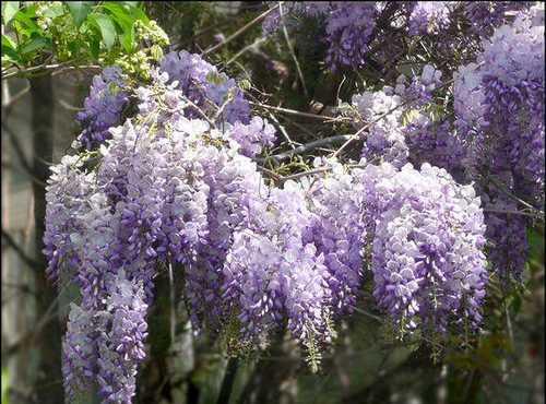 Саженцы Глициния (Wisteria), Вистерия