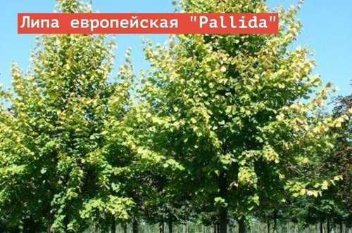 Липа европейская Pallida /о/с 16-18 350-400 см