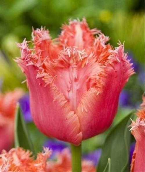 Луковицы бахромчатого тюльпана