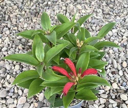 Aeschynanthus Carina