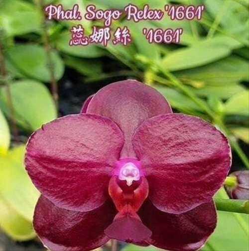 Орхидея Sogo Relex '1661'