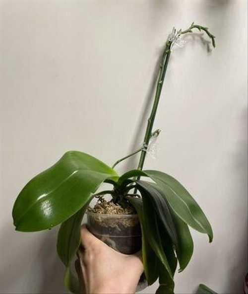 Орхидея фаленопсис Мики Ред Стар